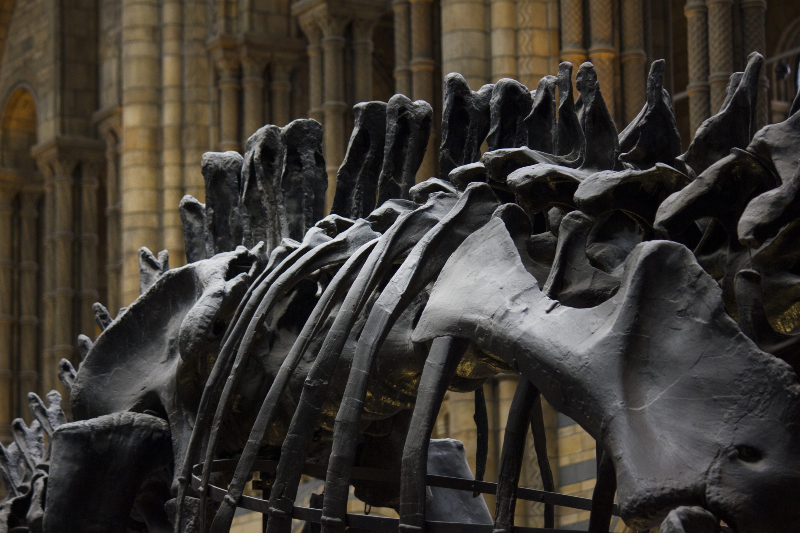 What does the Bible say about dinosaurs? - 2|42 Community Church